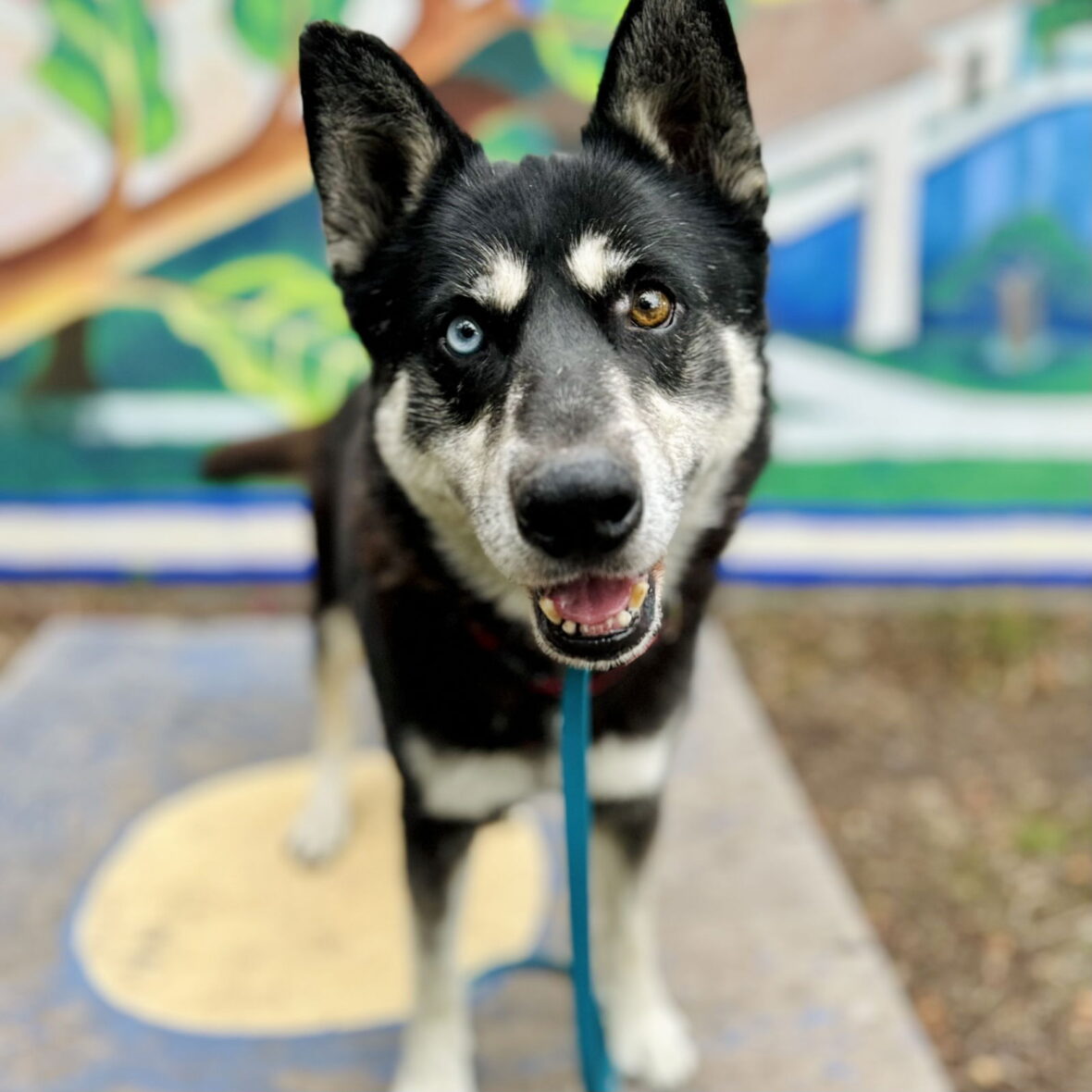 Meet Brooks: The Stunning Shepsky with Gorgeous Eyes is Ready for His ...