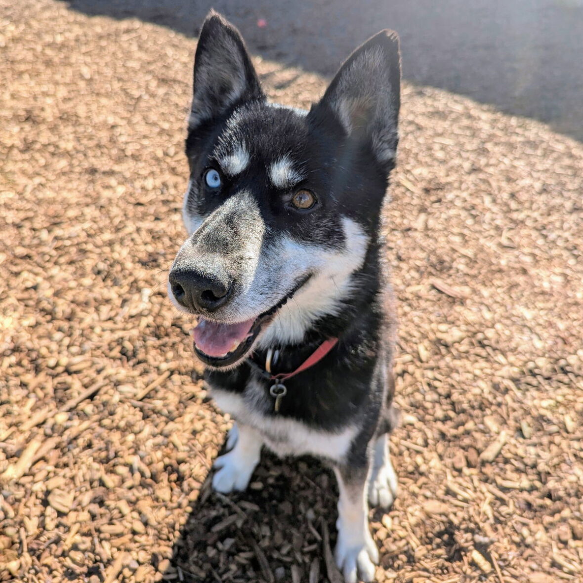 Meet Brooks: The Stunning Shepsky with Gorgeous Eyes is Ready for His ...