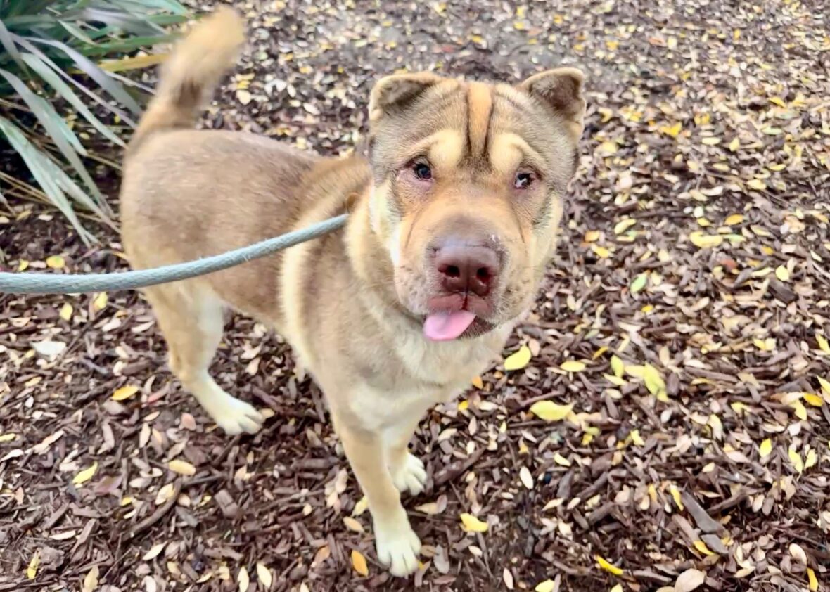 Archie, a gorgeous Shar-Pei mix with adorable face wrinkles and curly ...