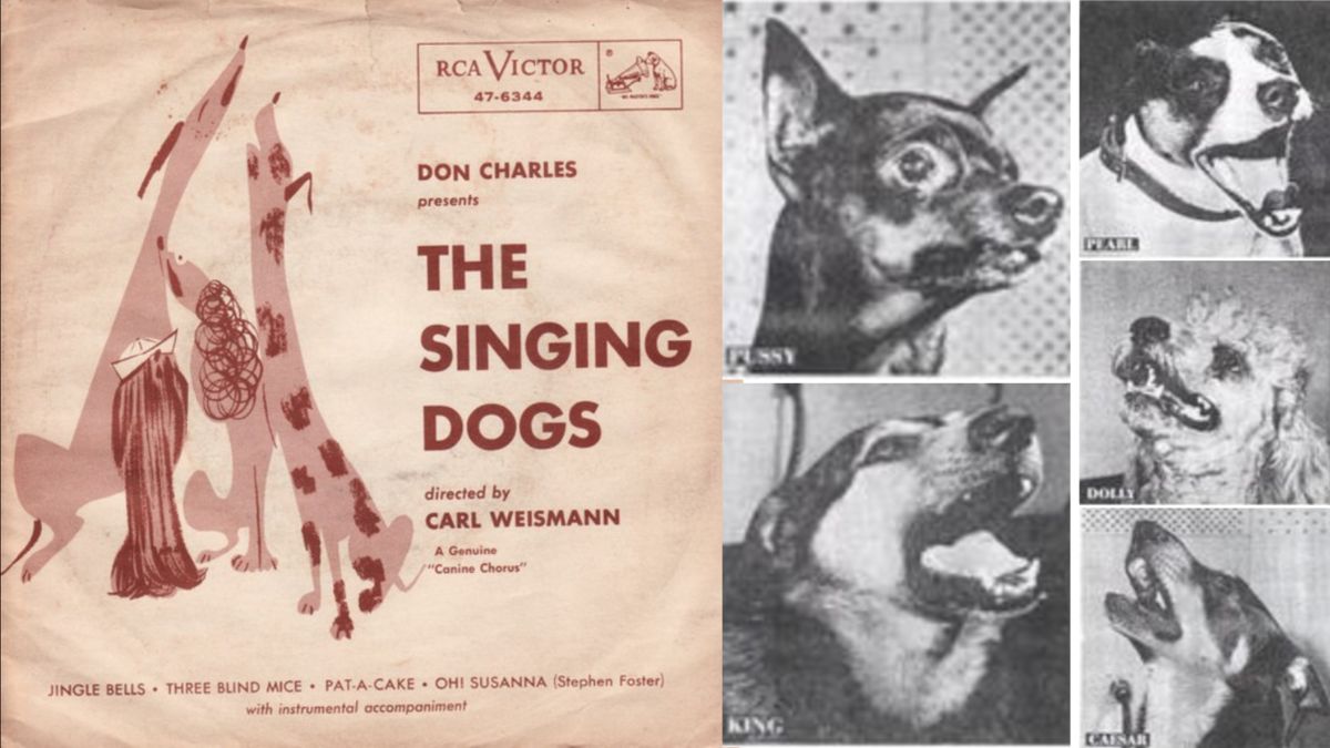 The Story Behind the "Jingle Bells" Dog Bark Song: A Howling Holiday ...