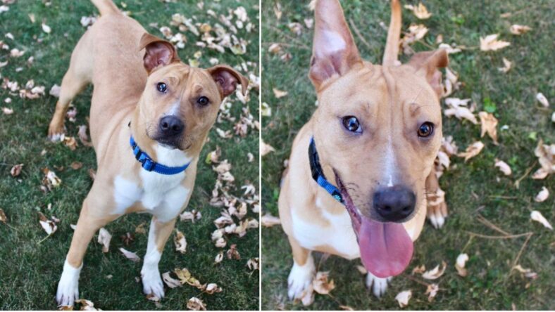 Boomer Jr., Survivor of a North Carolina Hurricane, Now Ready for a New ...