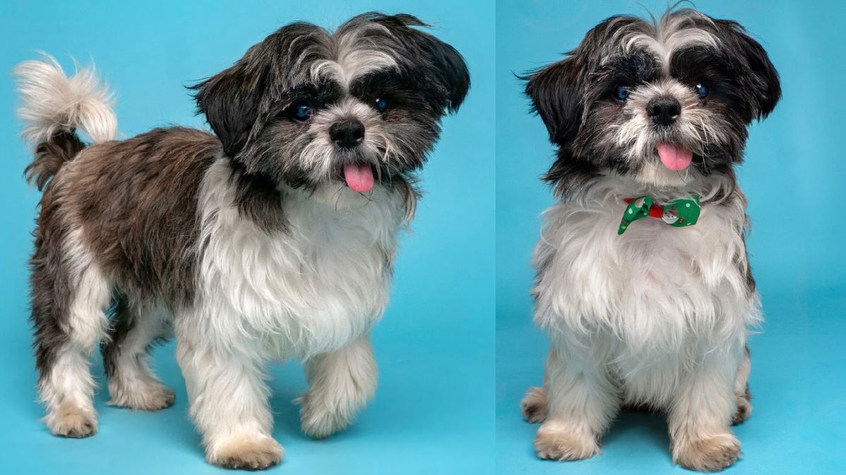 Fiyero, found abandoned in a poppy field, now seeking a new home ...