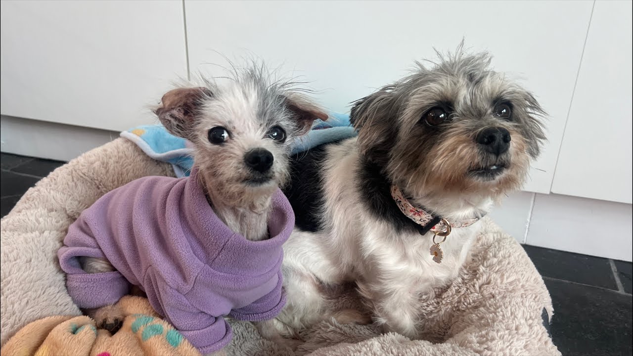 How Love and Care at Flip’s Farm is Helping Two Terriers Heal One Step at a Time - Rocky Kanaka