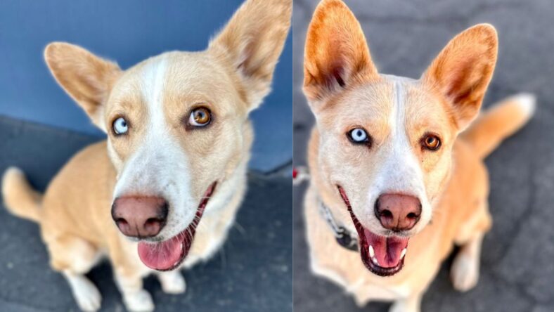 Jessie, a gorgeous pocket sized Husky German Shepherd Mix with stunning eyes, need a new home ...
