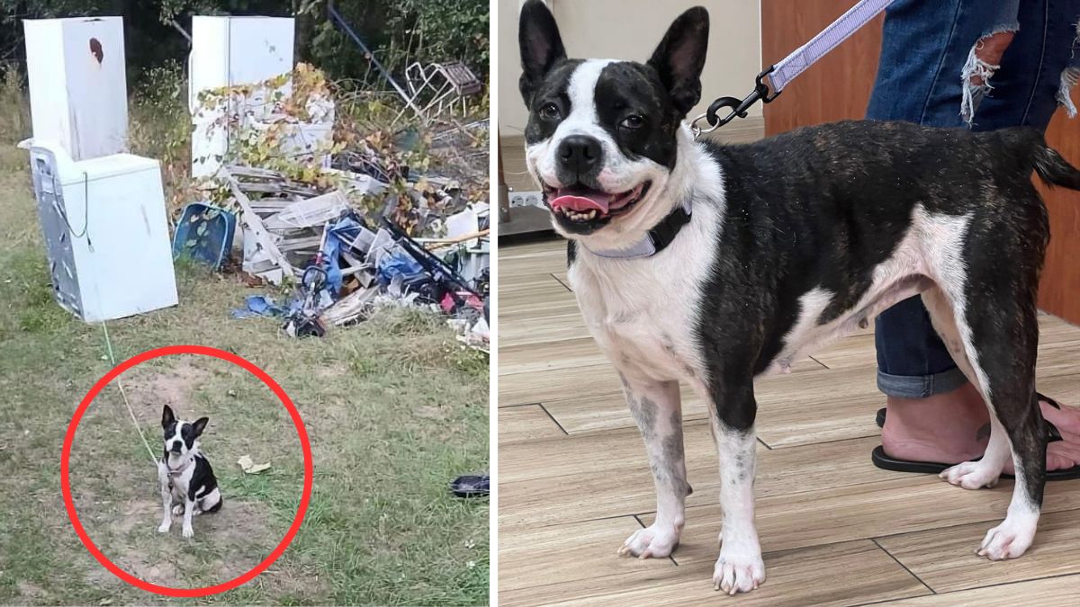 Ruby, Thrown Out Like Trash, Urgently Needs a Loving New Home - Rocky ...