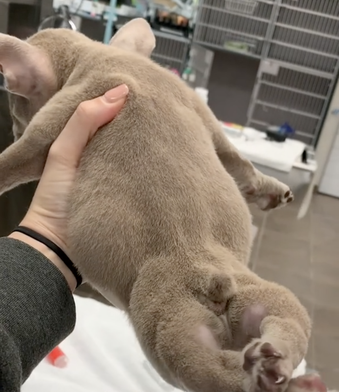 This Frenchie's Legs Were Backward. Learn More About Swimmers Syndrome ...
