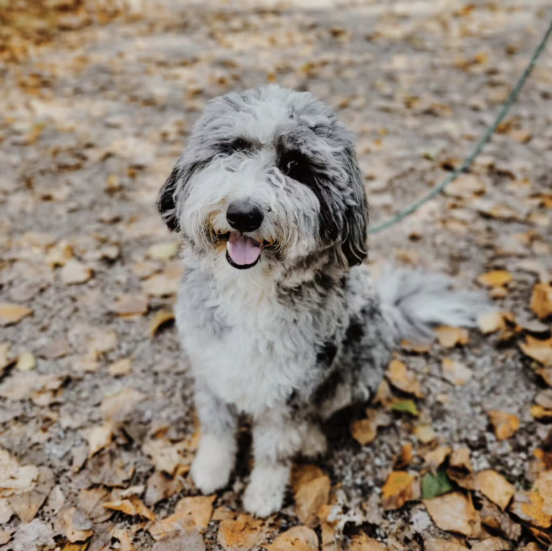 The 11 Most Hypoallergenic Doodles for Allergy Sufferers - Rocky Kanaka