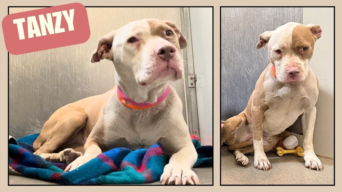 Tanzy for Adoption - Rocky Kanaka
