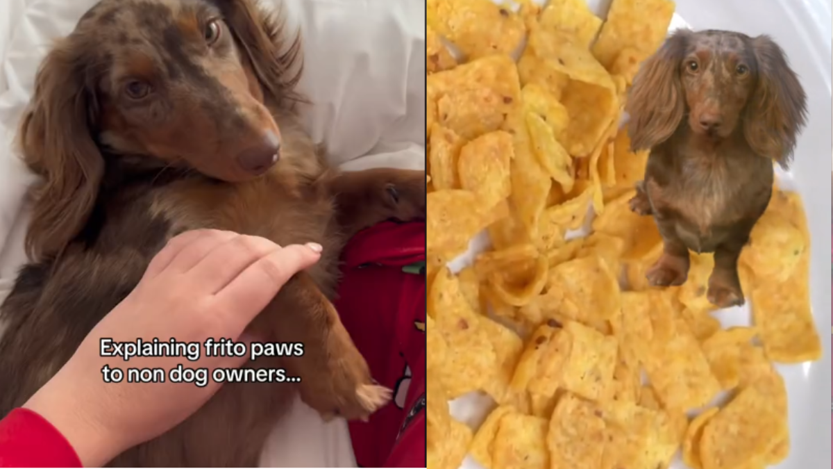 Why Do Your Dog’s Paws Smell Like Fritos? The Hilarious Truth Behind ...