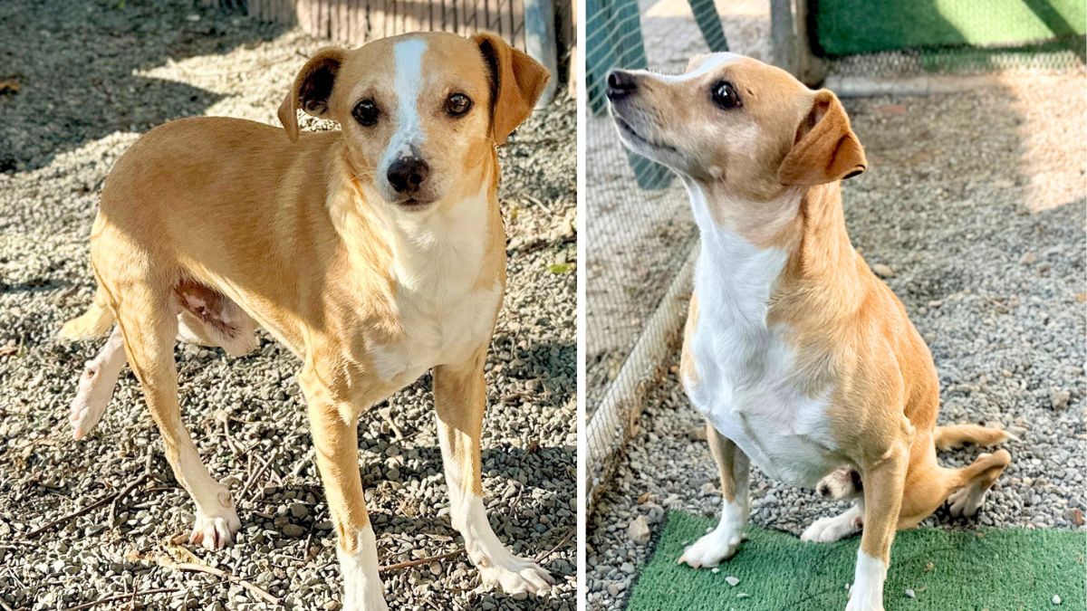 Sweet Vanderhoff, with an underdeveloped back leg, is Looking for a ...