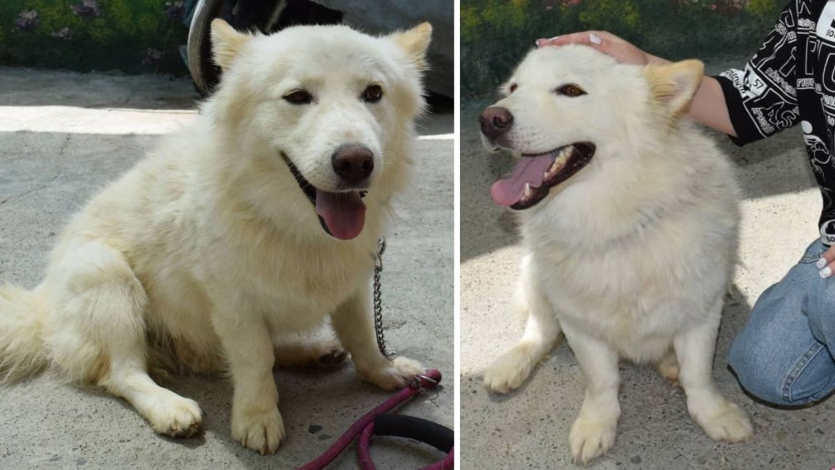 Meet Woofy: A Bundle of Love Awaiting His Forever Home - Rocky Kanaka
