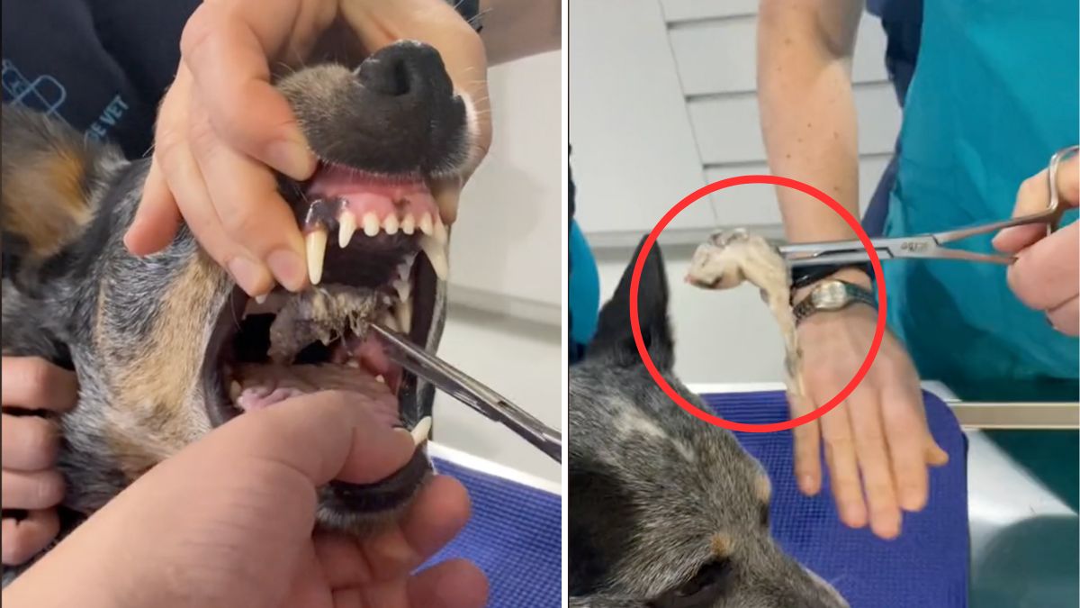 What Bones Are Safe for Dogs? One Dog’s Scary Mishap Is a Wake-Up Call ...