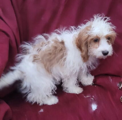 Everything You Need to Know About the Cavachon—And Where to Adopt One ...