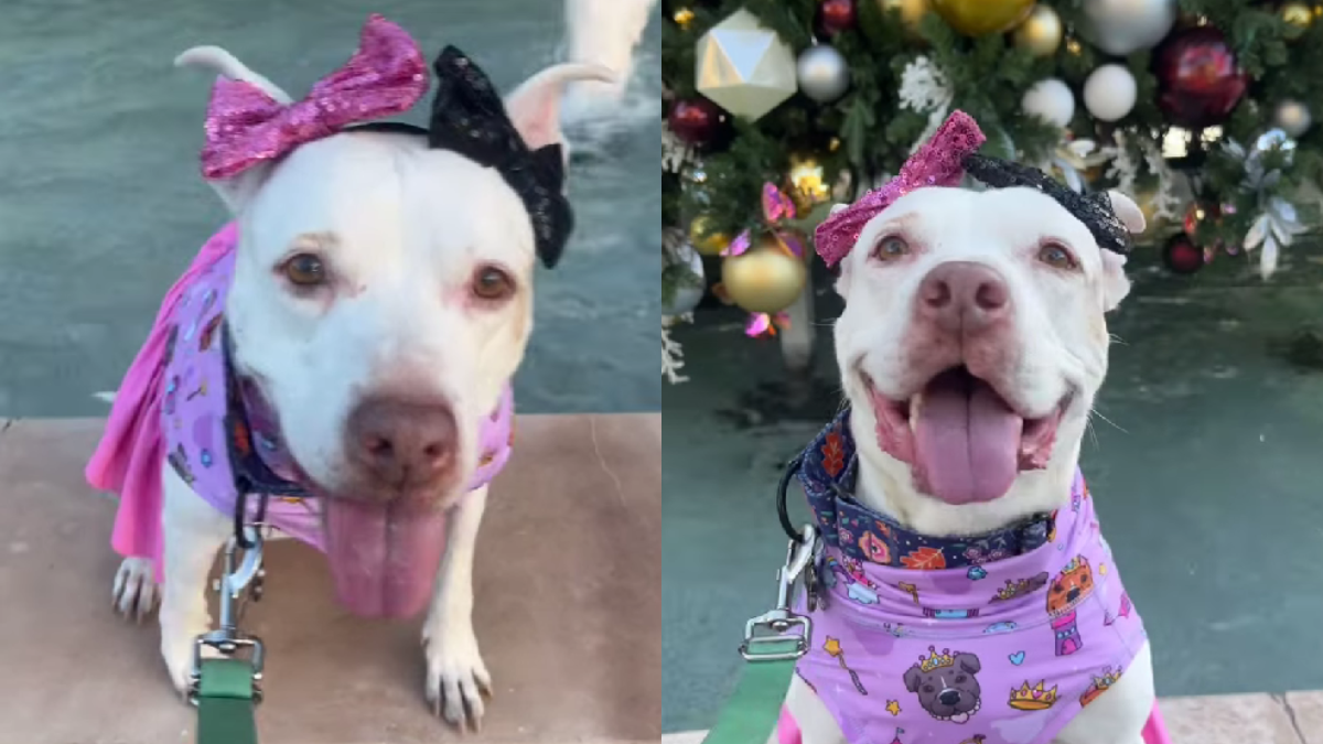 Pica in Dogs: How This Shelter Pup’s Spirit Shines Despite Her Rare ...