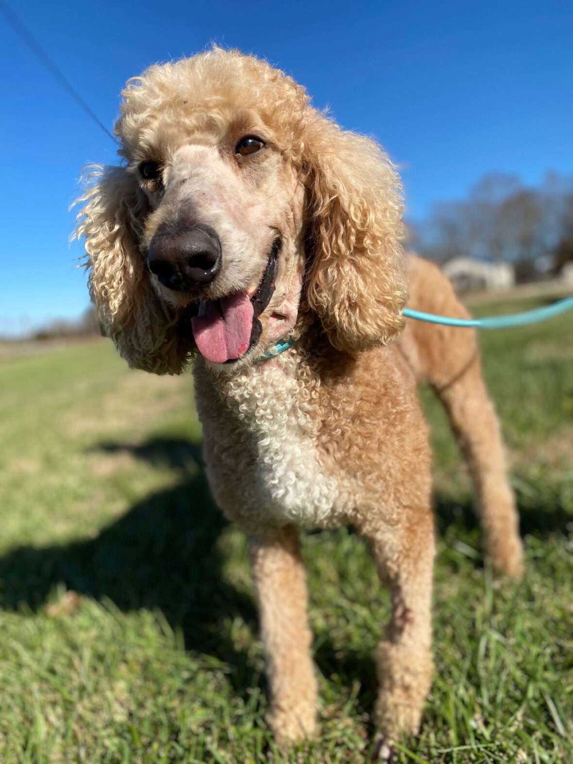 Meet Bingo: A Sweet Purebred Poodle Ready to Bloom in a Loving Home ...