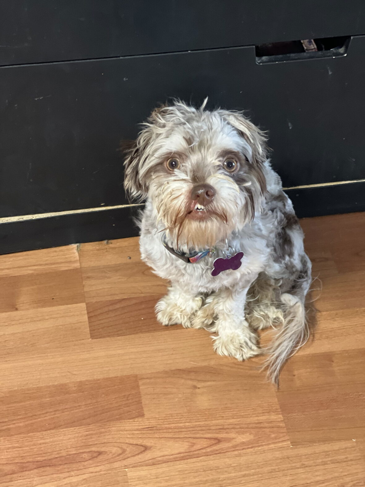 Scooter the Mini Aussie Doodle Needs a Home - Rocky Kanaka