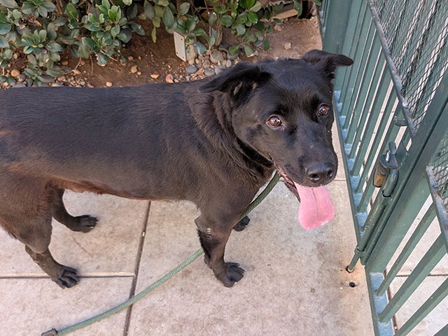 Meet Ganache: A Sweet and Gentle Lab Mix Ready for a Loving Home ...