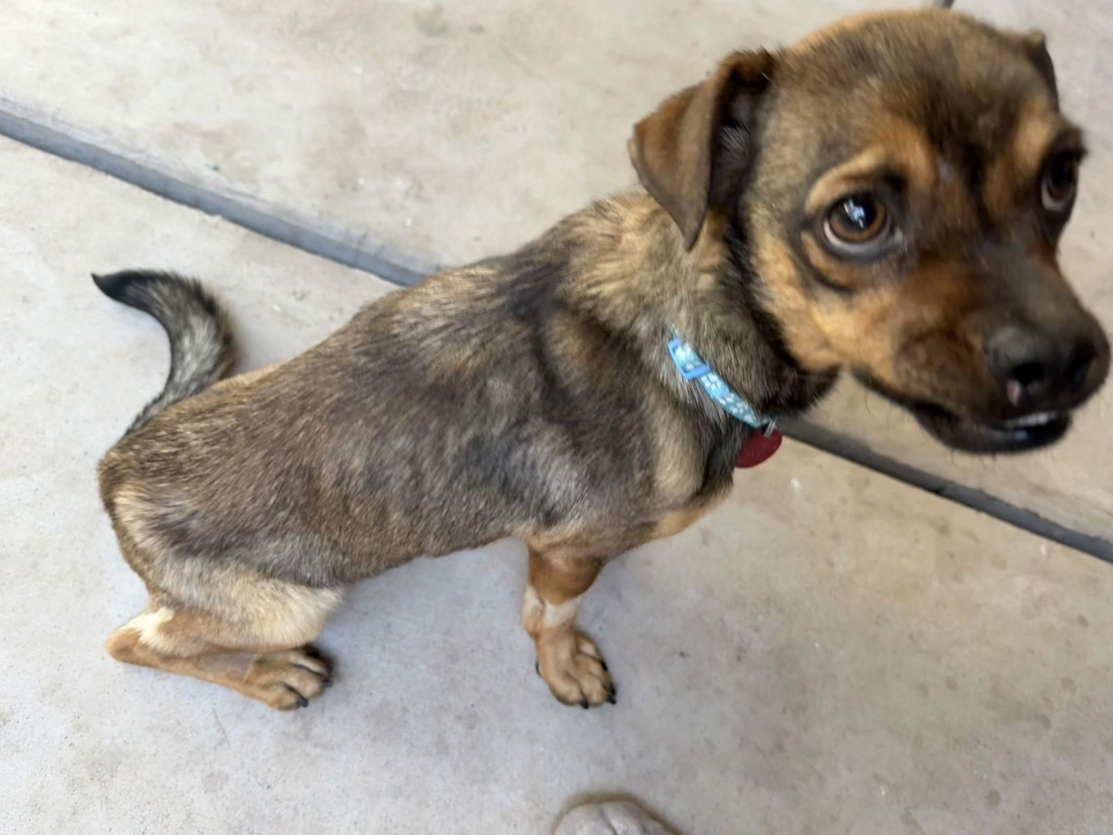 Meet Stephen: A Resilient Chihuahua Mix Ready for Adoption - Rocky Kanaka