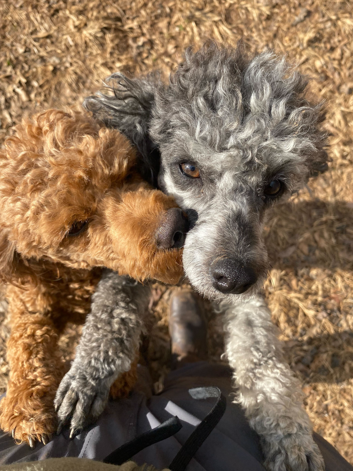 Meet Jackson & Kami: A Perfect Pair Looking for Their Forever Home ...