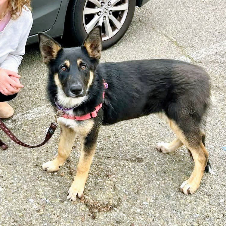 Adopt Sosi: A Sweet German Shepherd Mix Pup Ready for a Forever Home ...