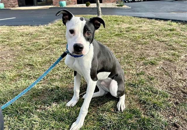 GRANT the black and white Pittie is up for Adoption - Rocky Kanaka