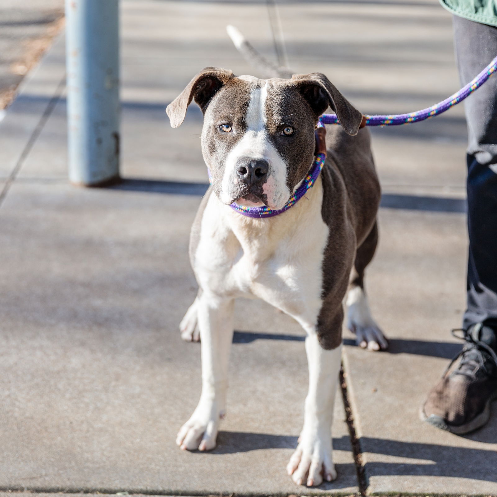 Spaceship: A Playful 65-Pound Pit Bull Ready to Zoom into Your Life ...