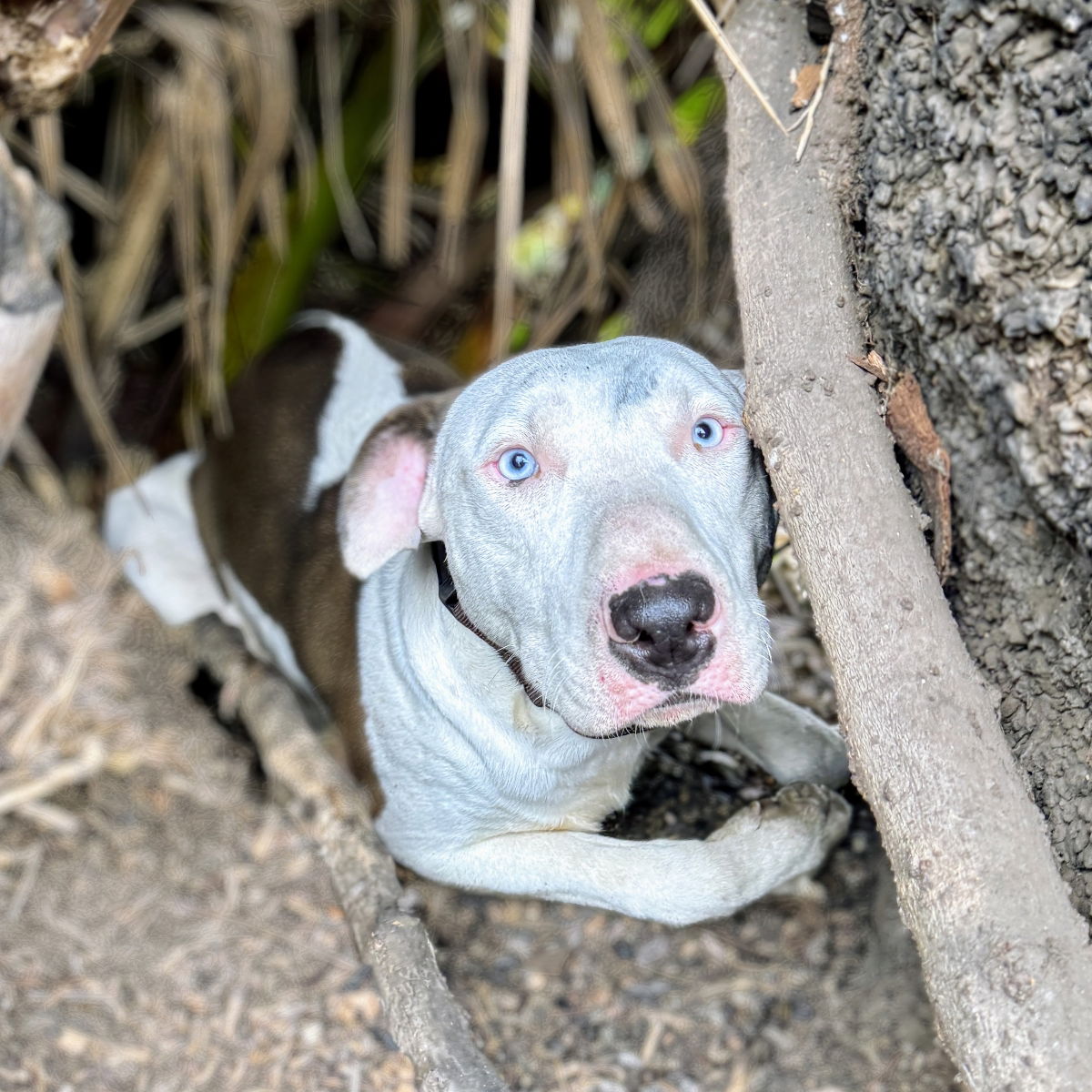 Archie, a Beautiful Bull Terrier mix with Stunning Blue Eyes, Needs a ...