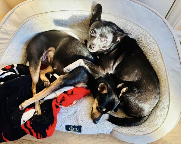Maggie & Minnie, a sweet bonded pair, are up for Adoption - Rocky Kanaka