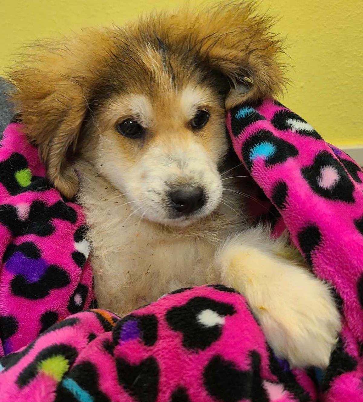 Spencer, a Great Pyrenees Mix Puppy, is up for Adoption - Rocky Kanaka