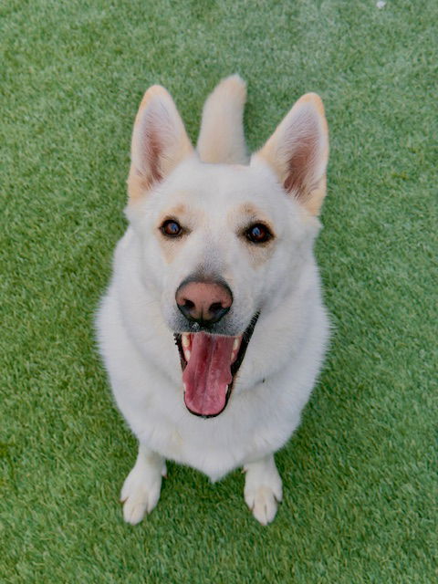 Meet Gallagher: A Handsome White Shepherd in Need of a Forever Home ...