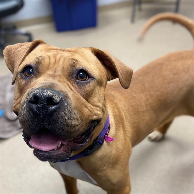 FLOWER up for Adoption - Rocky Kanaka