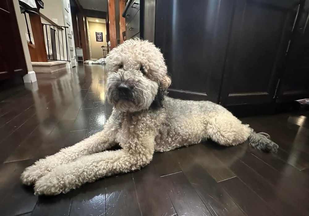 Meet Sandy – Your Perfect Cuddle Buddy & Loyal Companion Ready for a ...