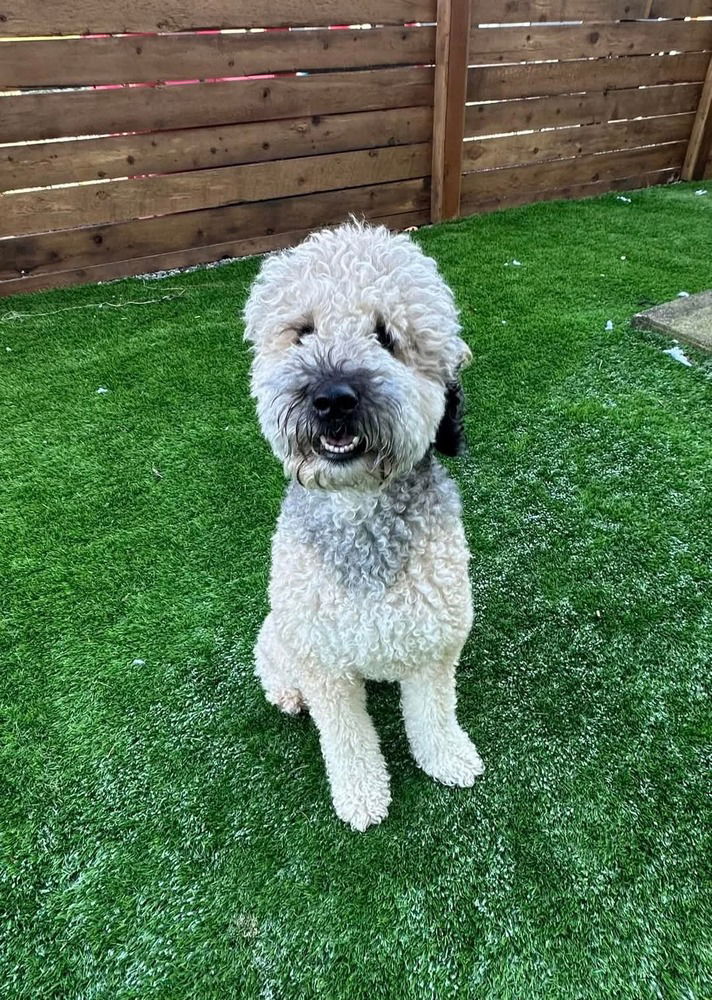 Meet Sandy – Your Perfect Cuddle Buddy & Loyal Companion Ready for a ...