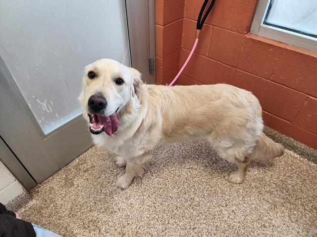 🐾 Meet Daisy – The Goofy Golden Retriever Ready for Her Forever Home ...