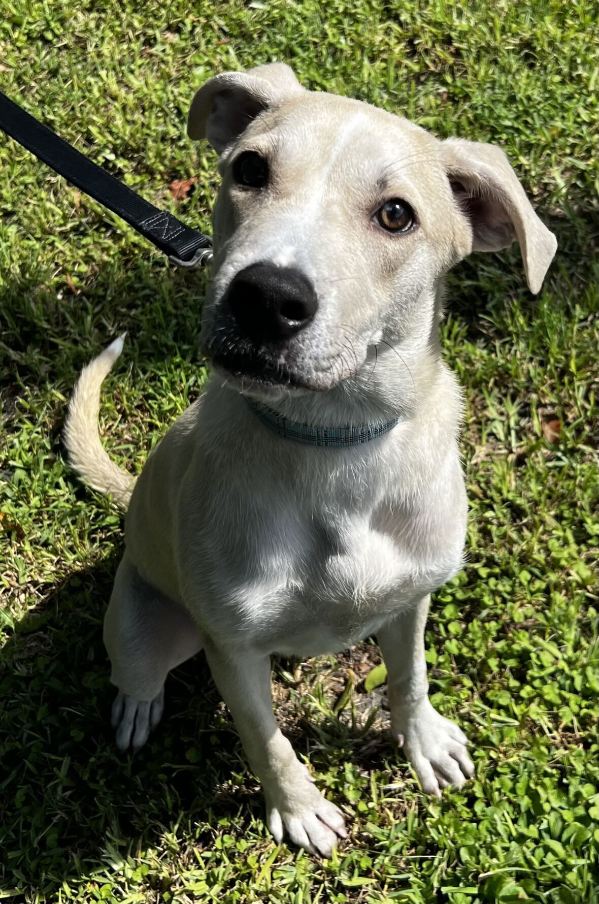 Tonga, a playful pup with a rough start on life, is up for Adoption ...