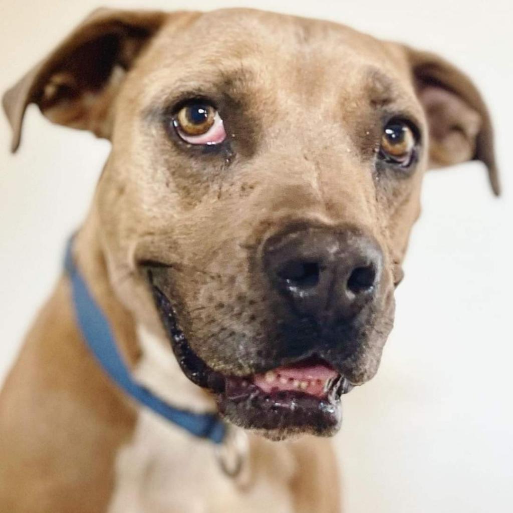 Meet Broccoli: A Playful, Smart, and Energetic Pup Ready for Adventure ...