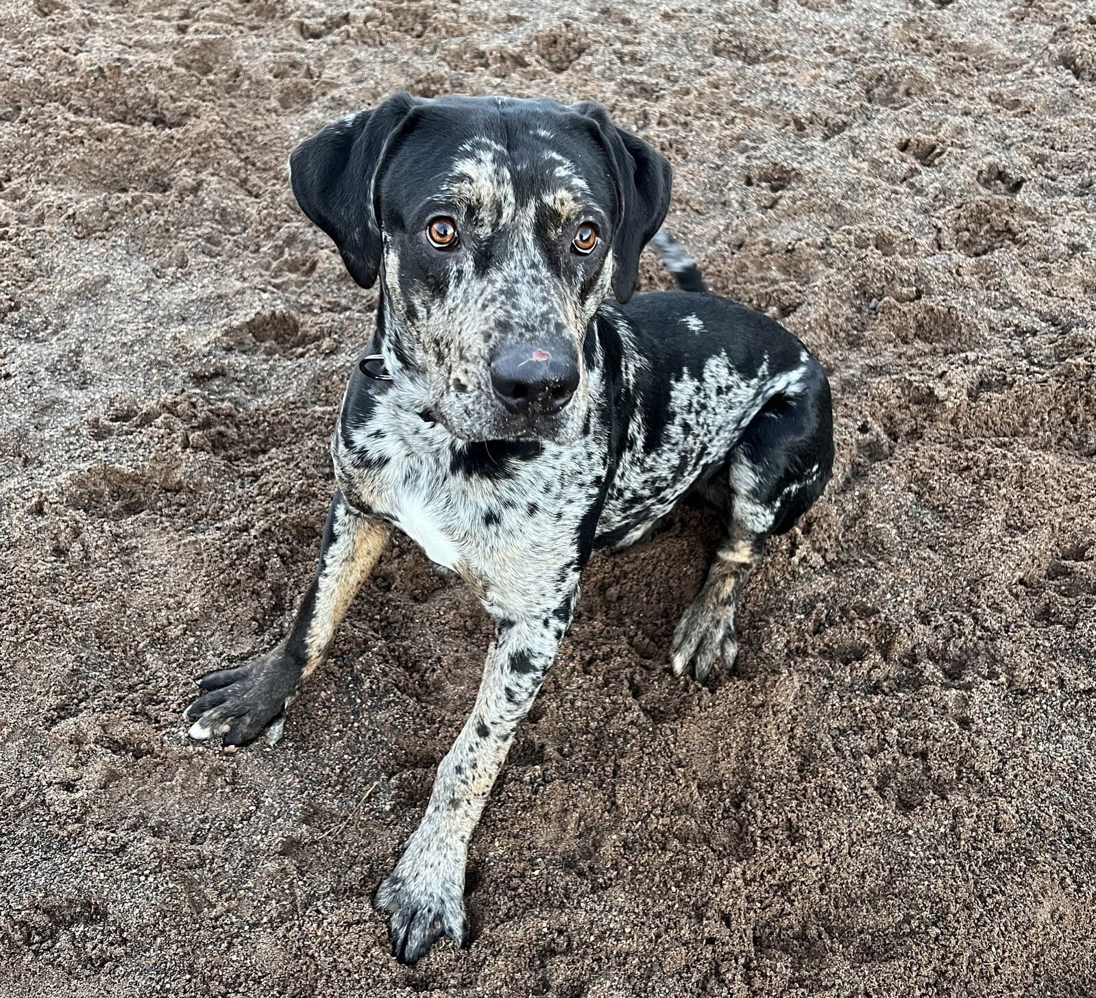 Meet Tiny: A 100 Pound Merle Great Dane Mix Looking for a Forever Home ...