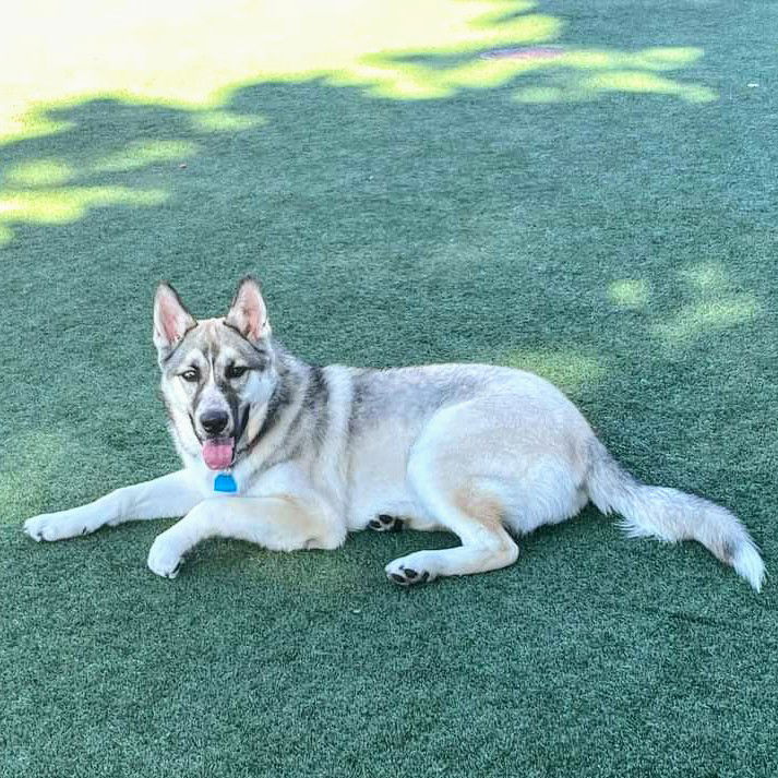 Dimka, a lovable German Shpherd x Husky mix, is ready to steal your ...