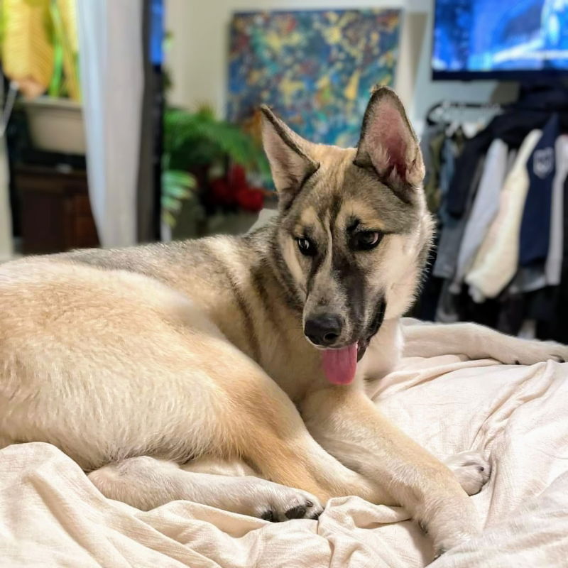 Dimka, a lovable German Shpherd x Husky mix, is ready to steal your ...