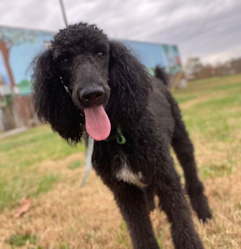 10 Stunning Purebred Poodles Need Homes—Will One Steal Your Heart ...