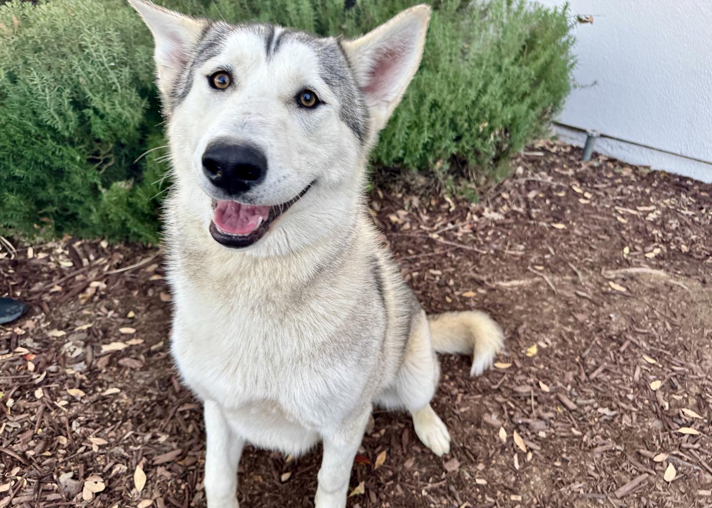 Claude, Husky with a creme colored coat, is up for Adoption - Rocky Kanaka
