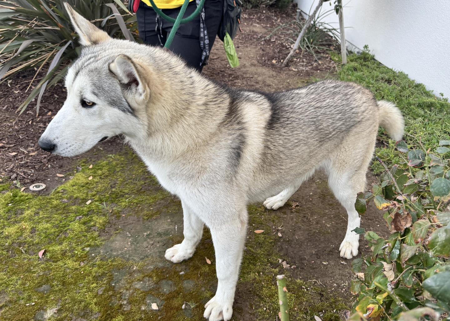 Claude, Husky with a creme colored coat, is up for Adoption - Rocky Kanaka