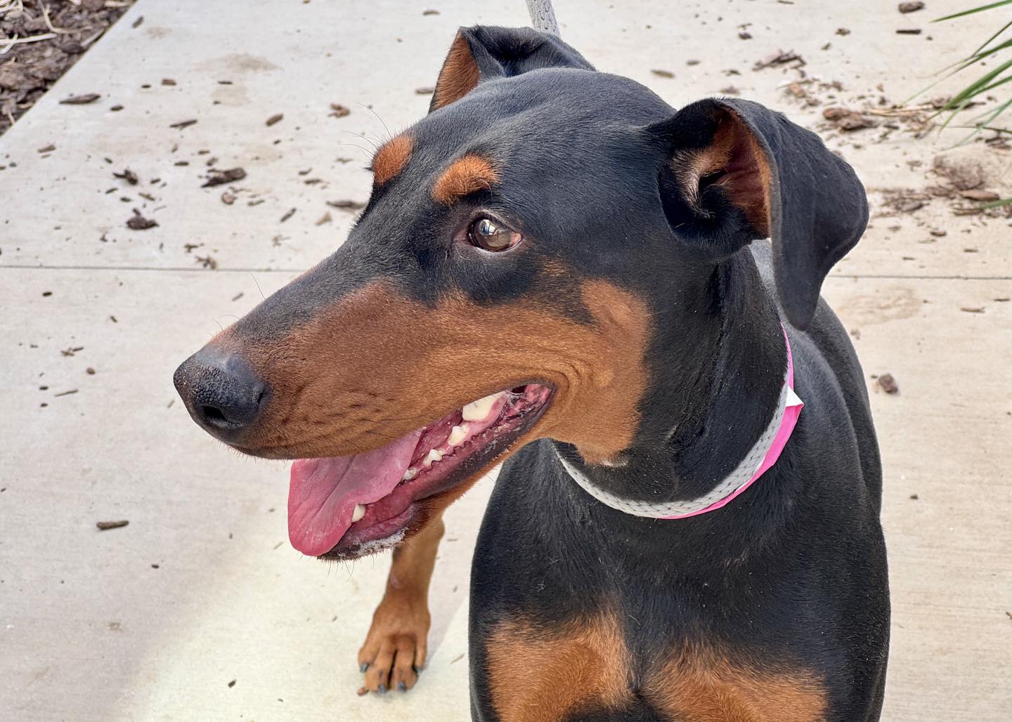 Eloise, a sweet Doberman Pinscher, is ready for a new home - Rocky Kanaka