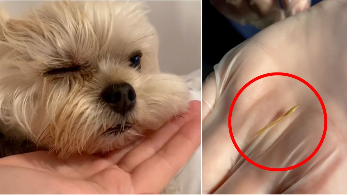 What Happened at the Dog Park Left This Pup Fighting to Save His Vision ...