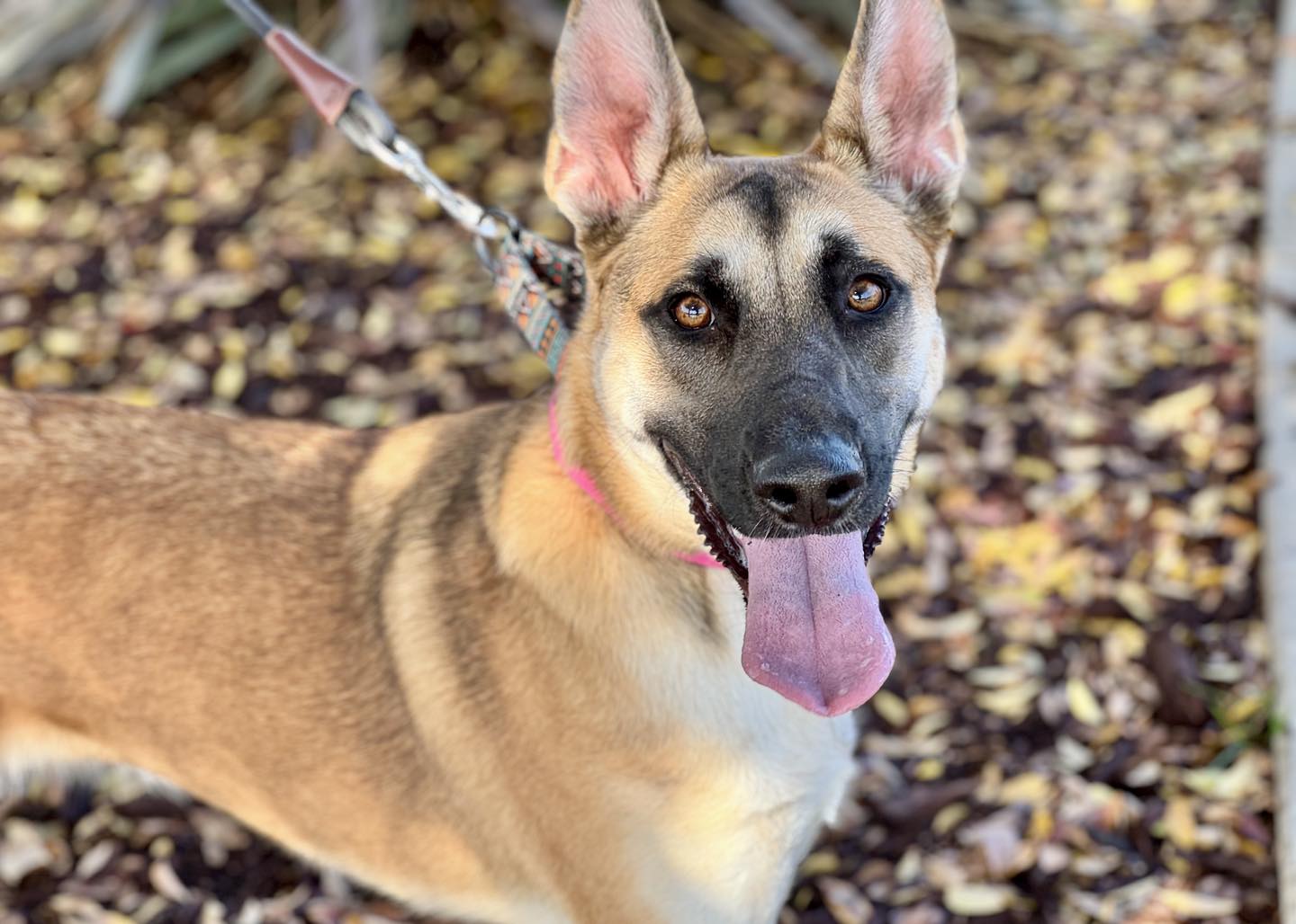 Meet Honey: A Sweet, Smart, and Energetic Shepherd Mix Ready for Her ...