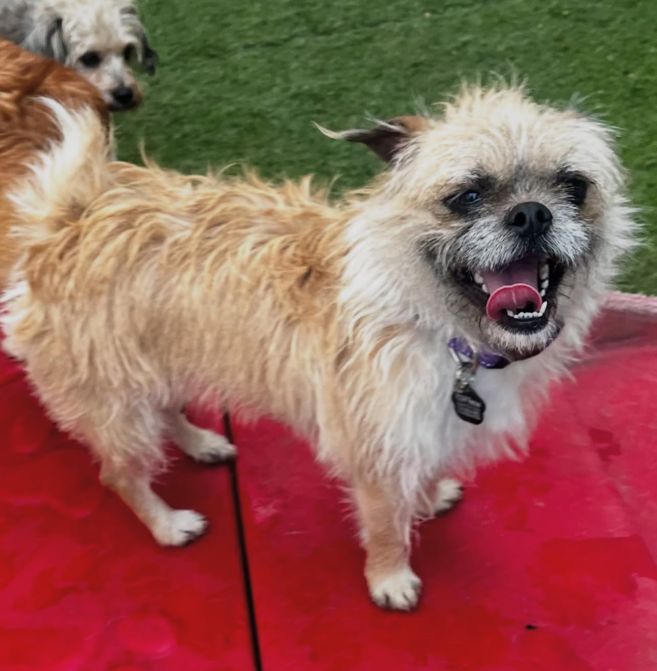 Chula, an adorable Brussels Griffon mix, is up for Adoption - Rocky Kanaka
