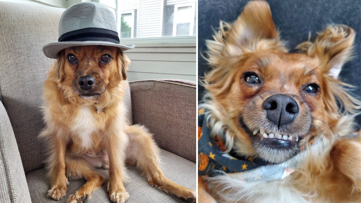 Meet Lukas – A Lovable, Goofy Pup Looking for a Foster or Forever Home ...