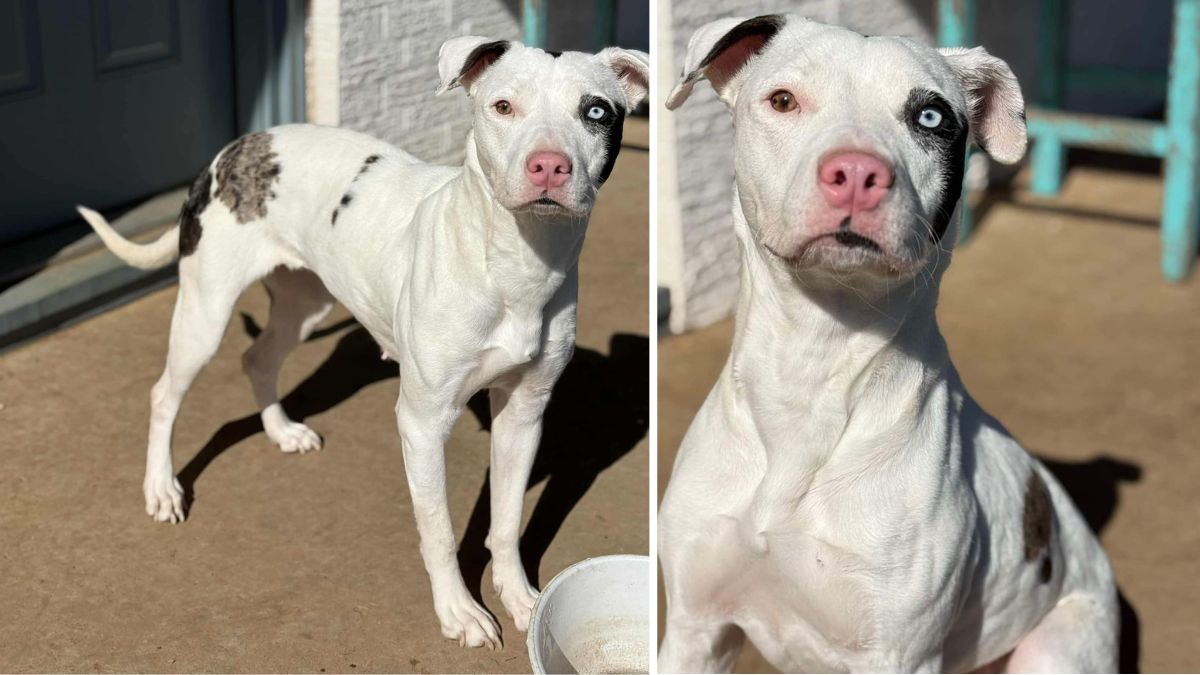 Adopt Merle: A Gorgeous Pittie Mix with 2-Colored Eyes, Ready for a ...