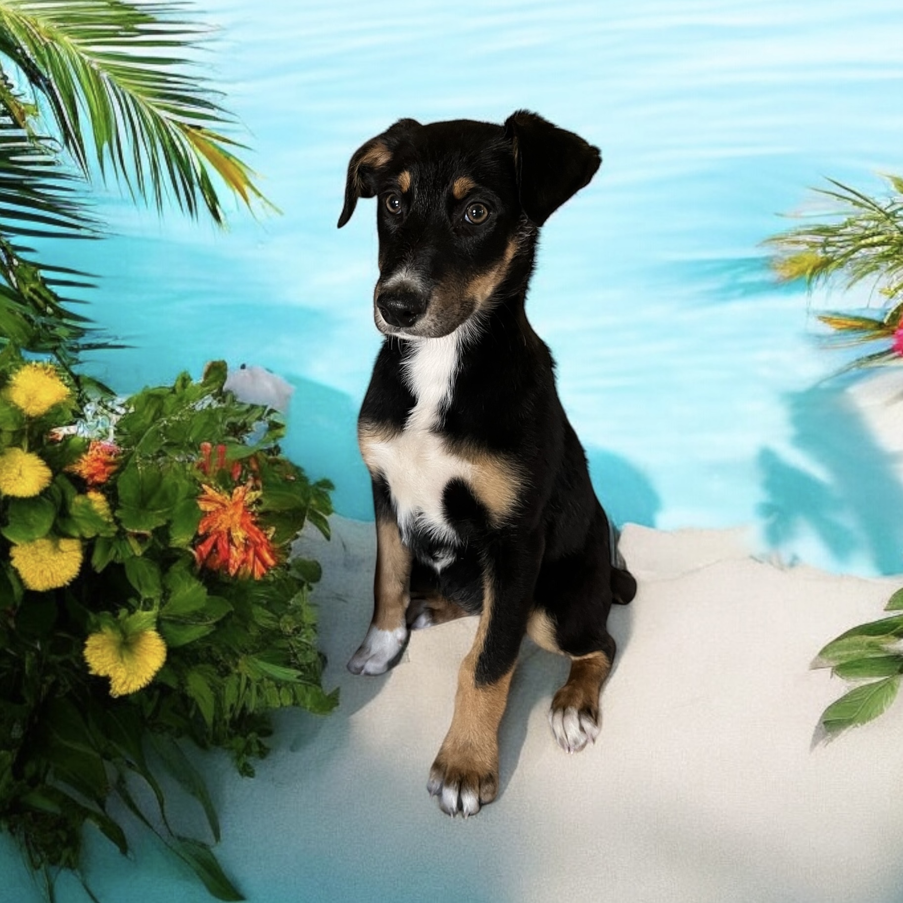 Lola, a smart Aussie/Lab mix Puppy, is up for Adoption - Rocky Kanaka