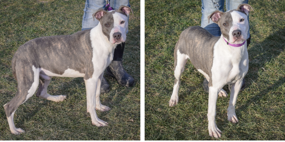 Carter, a Beautiful American Staffordshire Terrier & Boxer Mix, Needs a ...